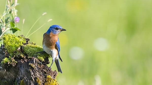 Eastern Bluebird | EEK WI