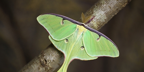 Luna Moth | EEK WI