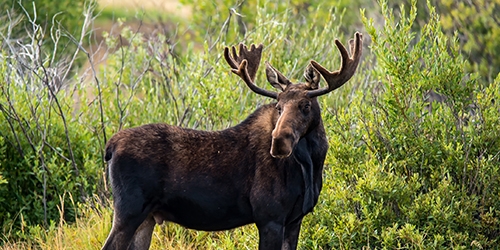 Moose | EEK WI