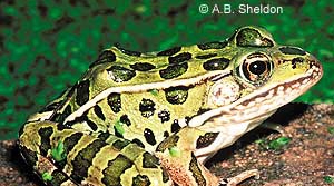 Northern Leopard Frog | EEK Wisconsin