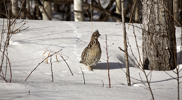 Ruffed Grouse | EEK WI