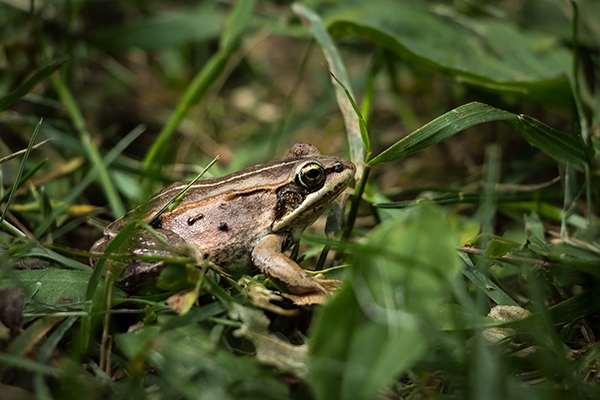 Wood Frog | EEK WI