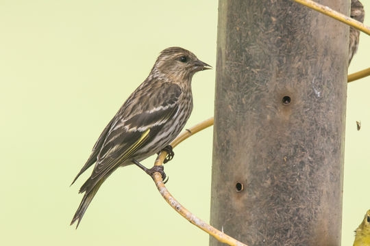 pine siskin call