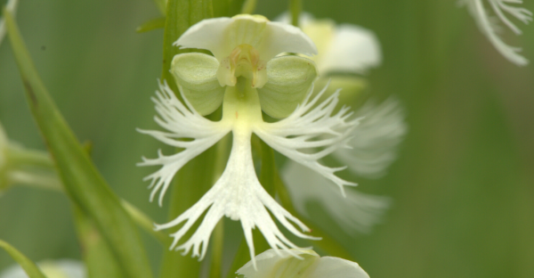 Prairie White-Fringed Orchid | EEK WI