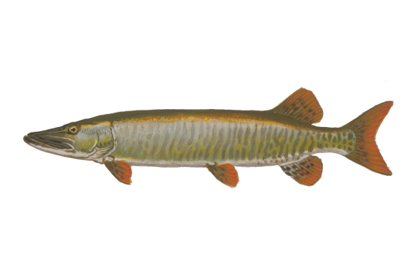Muskellunge - Wisconsin's State Fish | EEK WI