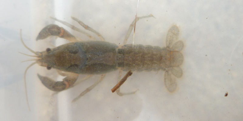 Newly Hatched Crayfish