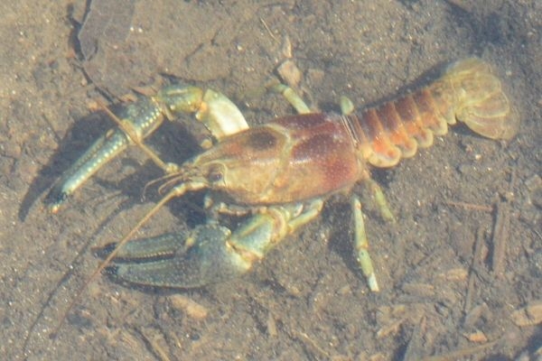 Rusty Crayfish | EEK WI