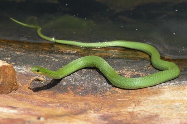 Smooth Green Snake Vs Rough Green Snake