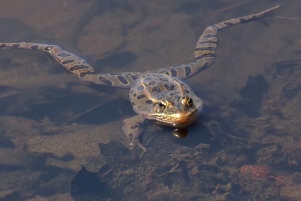 Northern leopard frog | EEK WI