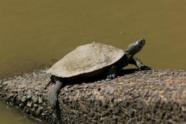 Southern Map Turtle | EEK WI