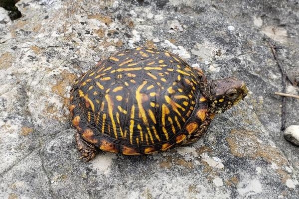 Ornate Box Turtle | EEK WI