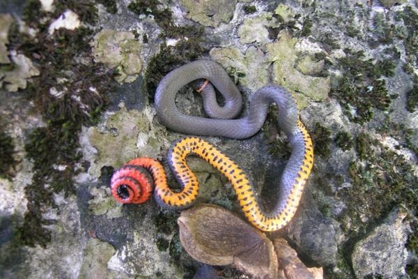 Deciduous Forest Snakes