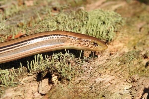 Slender Glass Lizard | EEK WI