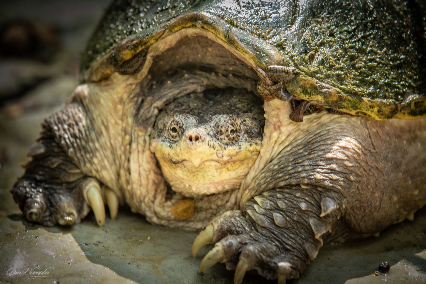 Snapping Turtle Eating Snake