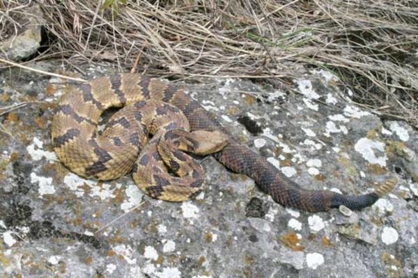 Timber Rattlesnake Habitat
