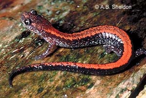 Eastern Red-backed Salamander | EEK WI