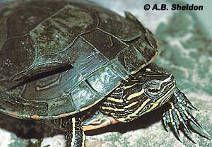 Do Turtles Shed Their Shells | The American Mastermind
