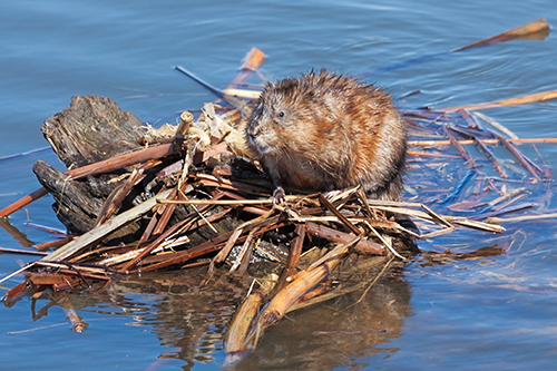 Muskrat | EEK WI