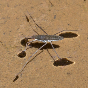 Water Strider | EEK WI