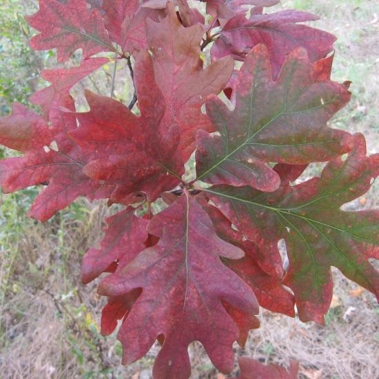 Why do leaves change color? | EEK WI