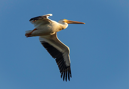 American White Pelican | EEK WI