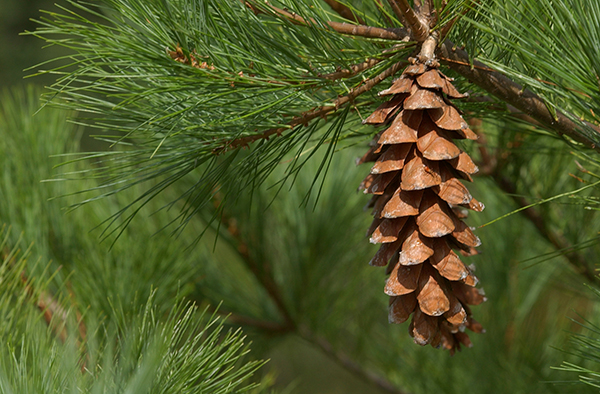 Eastern White Pine | EEK WI