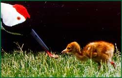 Whooping Crane | EEK WI