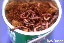 Vermicomposting - using worms to compost food waste | EEK WI